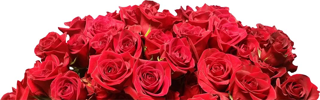 SIGINIFICADO de las ROSAS ROJAS: Amor y espiritualidad