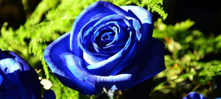 El SIGINIFICADO de las ROSAS AZULES y su misterio