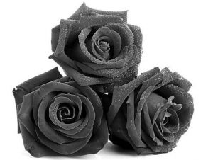 El SIGINIFICADO de las FLORES NEGRAS y su simbolismo