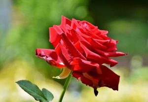 SIGINIFICADO de las ROSAS ROJAS: Amor y espiritualidad