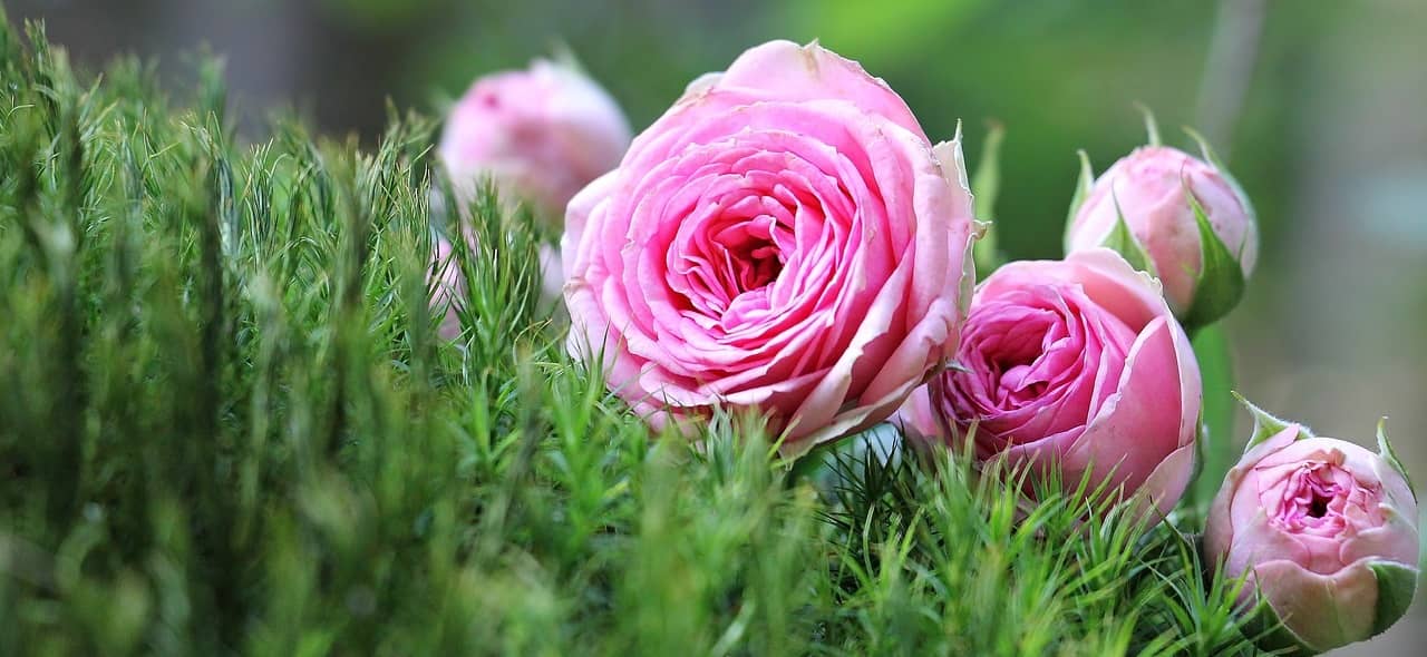 El SIGINIFICADO de las ROSAS BLANCAS y su pureza