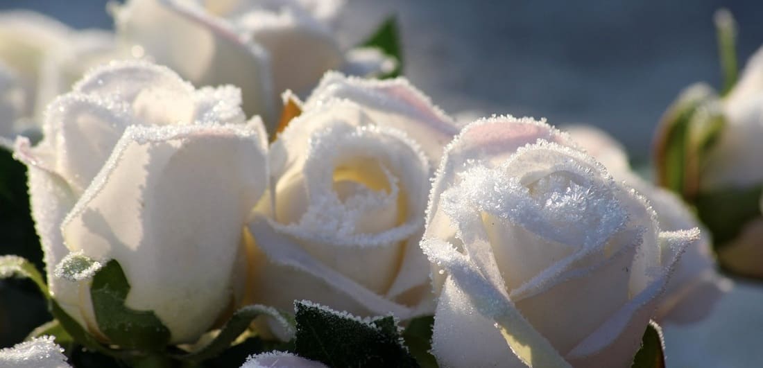 El SIGINIFICADO de las ROSAS BLANCAS y su pureza