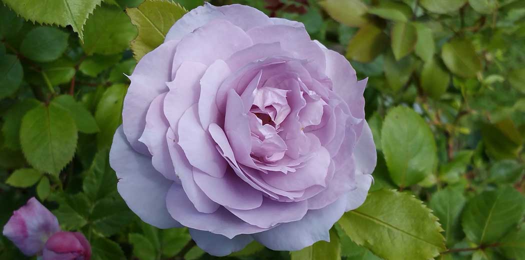 El SIGINIFICADO de las ROSAS MORADAS y su Tranquilidad